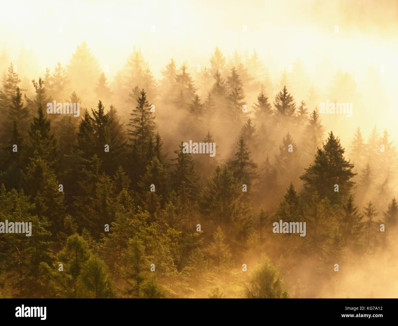 Stripped colorful mist. Summer forest after heavy rainy night. Treetops ...