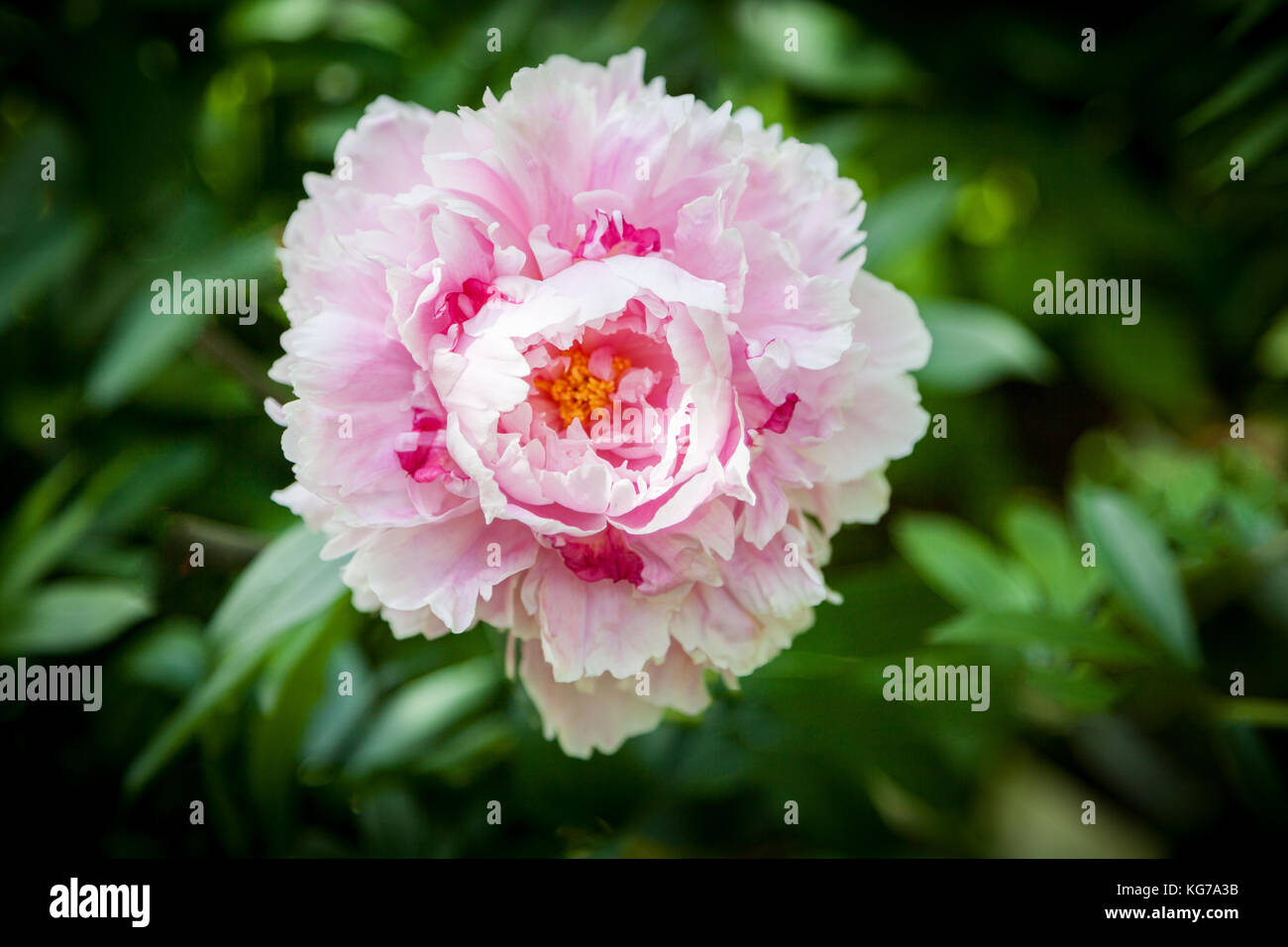 Head of a pink peony flower "Sarah Bernhardt". Close up. Natural green ...