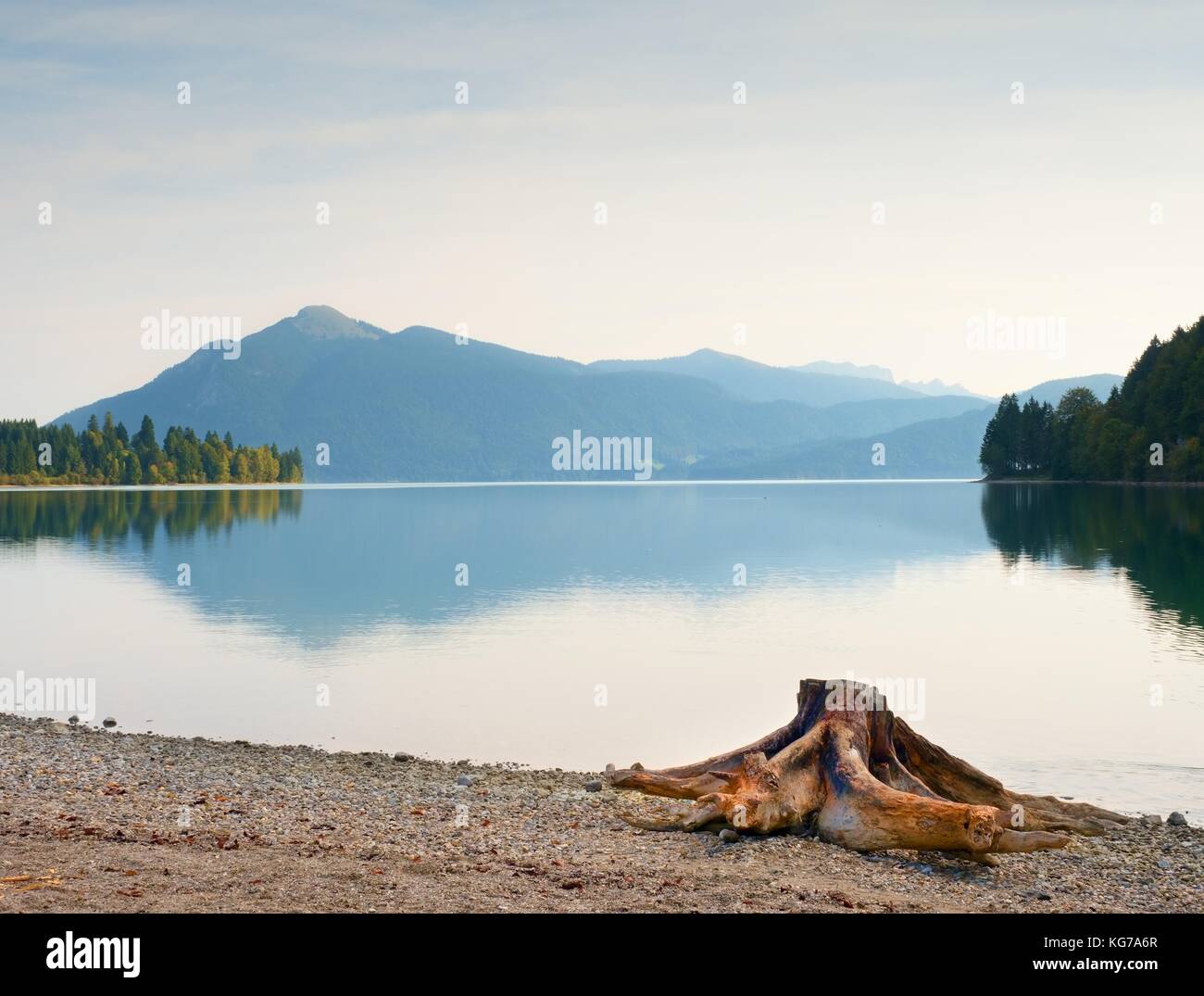 Evening shore of Alps lake. Beach with dead tree stump. Autumn at pond ...