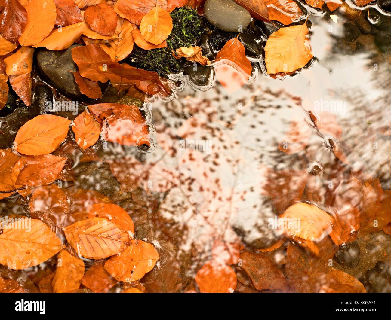 Natural mirror in orange frame. Fallen beech leaves in water of ...