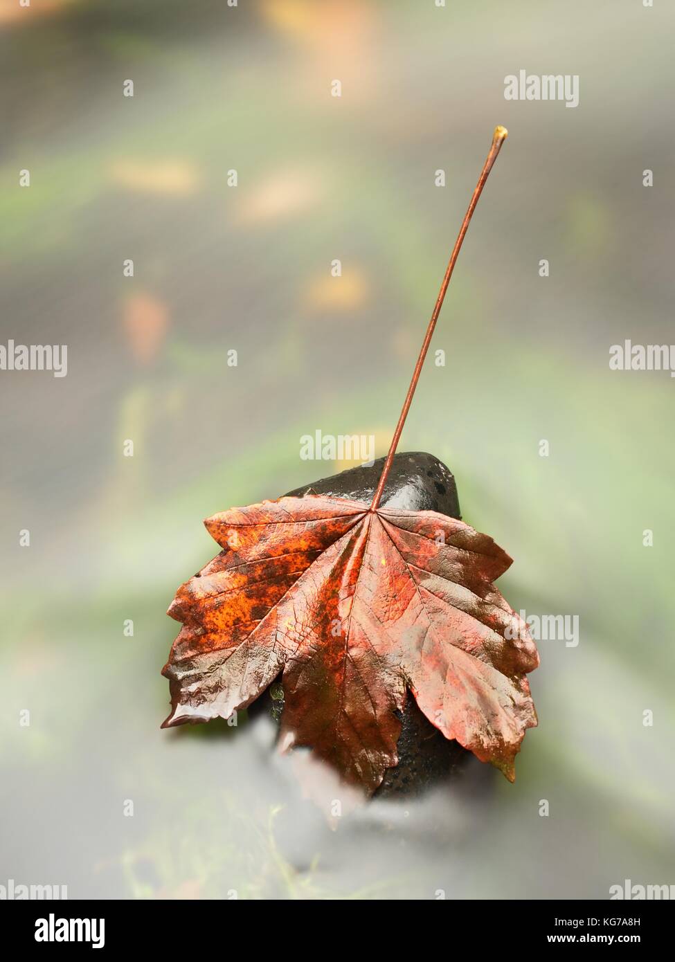 The colorful broken leaf from maple tree on basalt stones in blurred ...