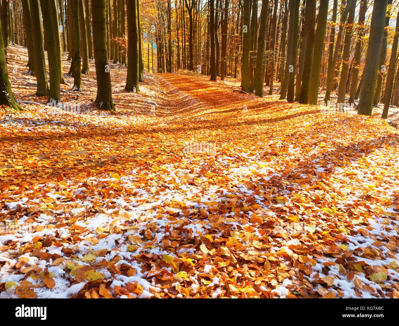 Curved colorful snowy forest road in early winter forest. Sunny day ...