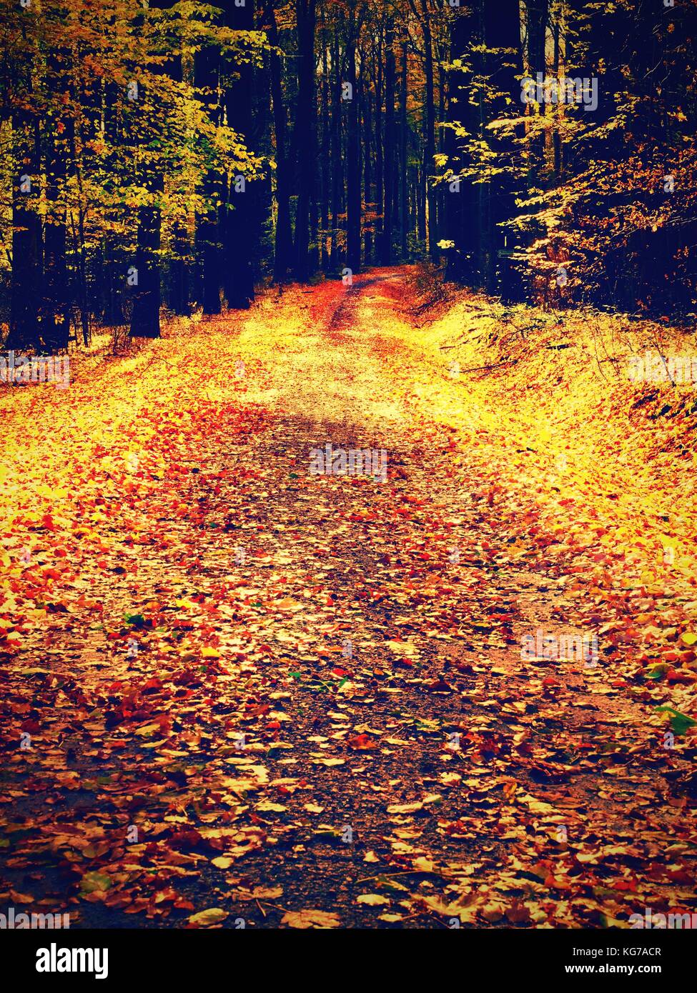 Yellow Orange Autumn Forest. Autumn forest with ground covered with ...