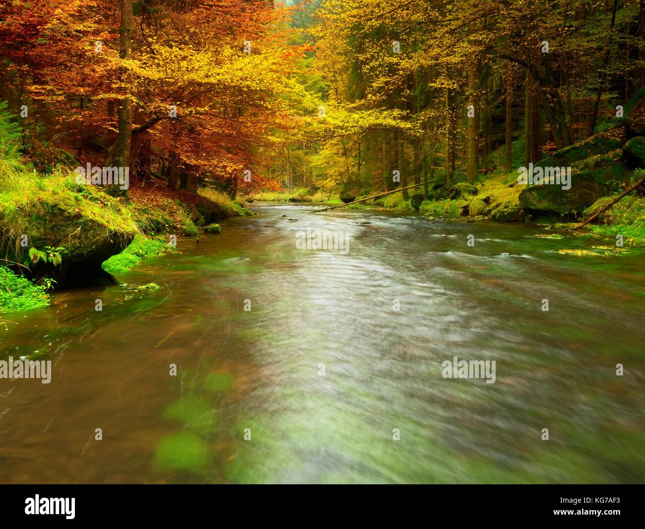 Fall river. Autumn season at mountain river. Green algae in water ...