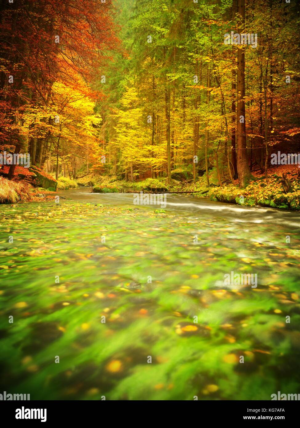 Fall river. Autumn season at mountain river. Green algae in water ...