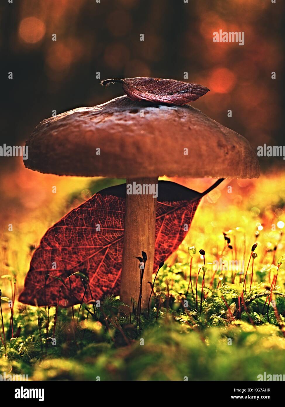 Fresh brown white mushroom hidden in old rotted trunk, closeup view ...
