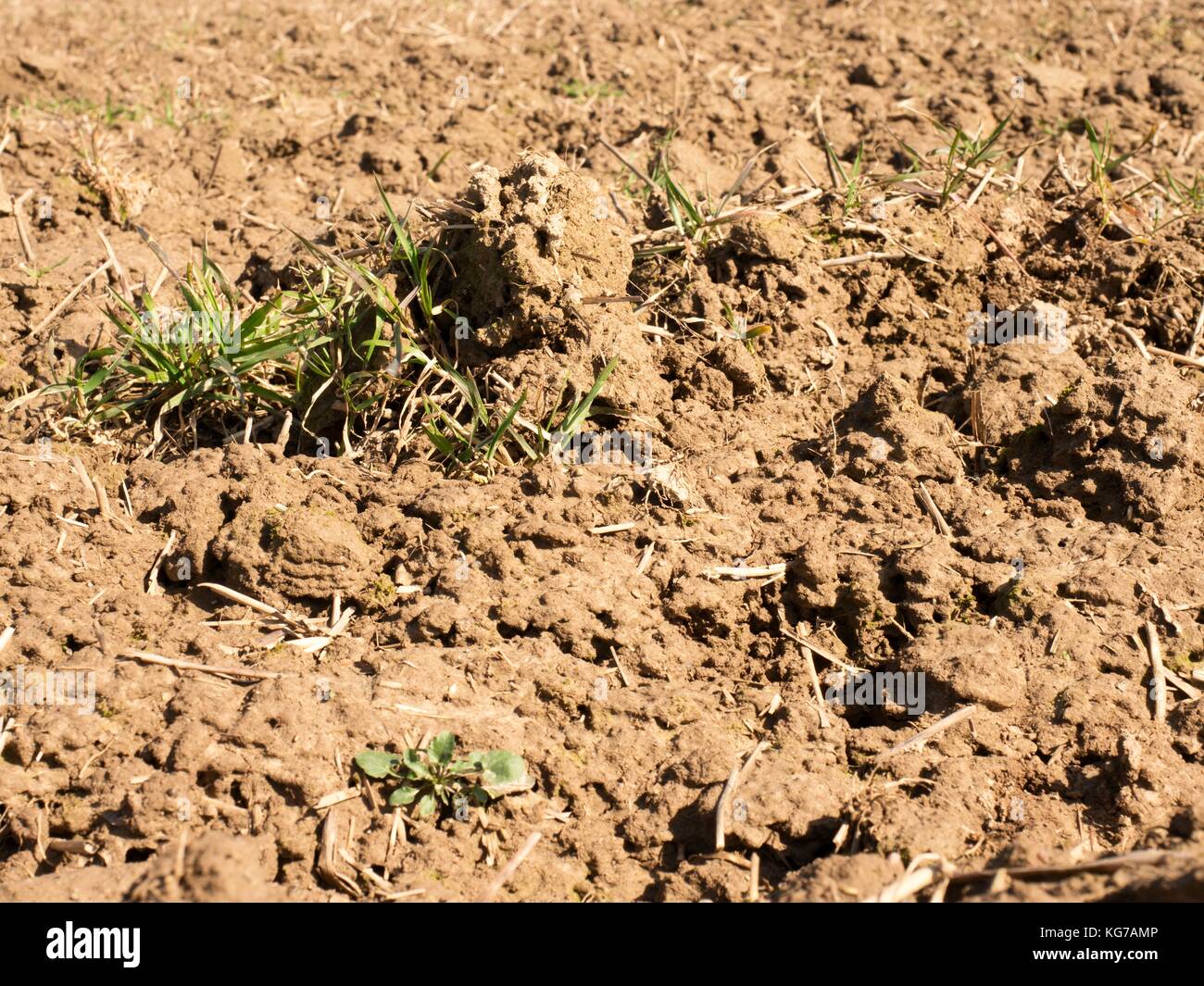 Dry dusty clay on the field. Empty plowed field waits for sowing. Dust ...