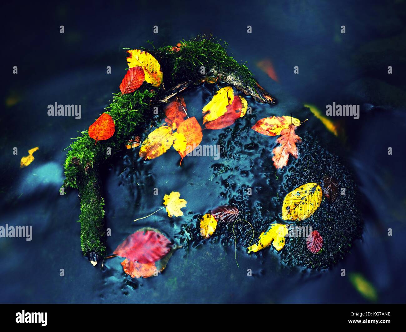 Colorful leaves, autumn colors in stream. The yellow broken leaf from ...