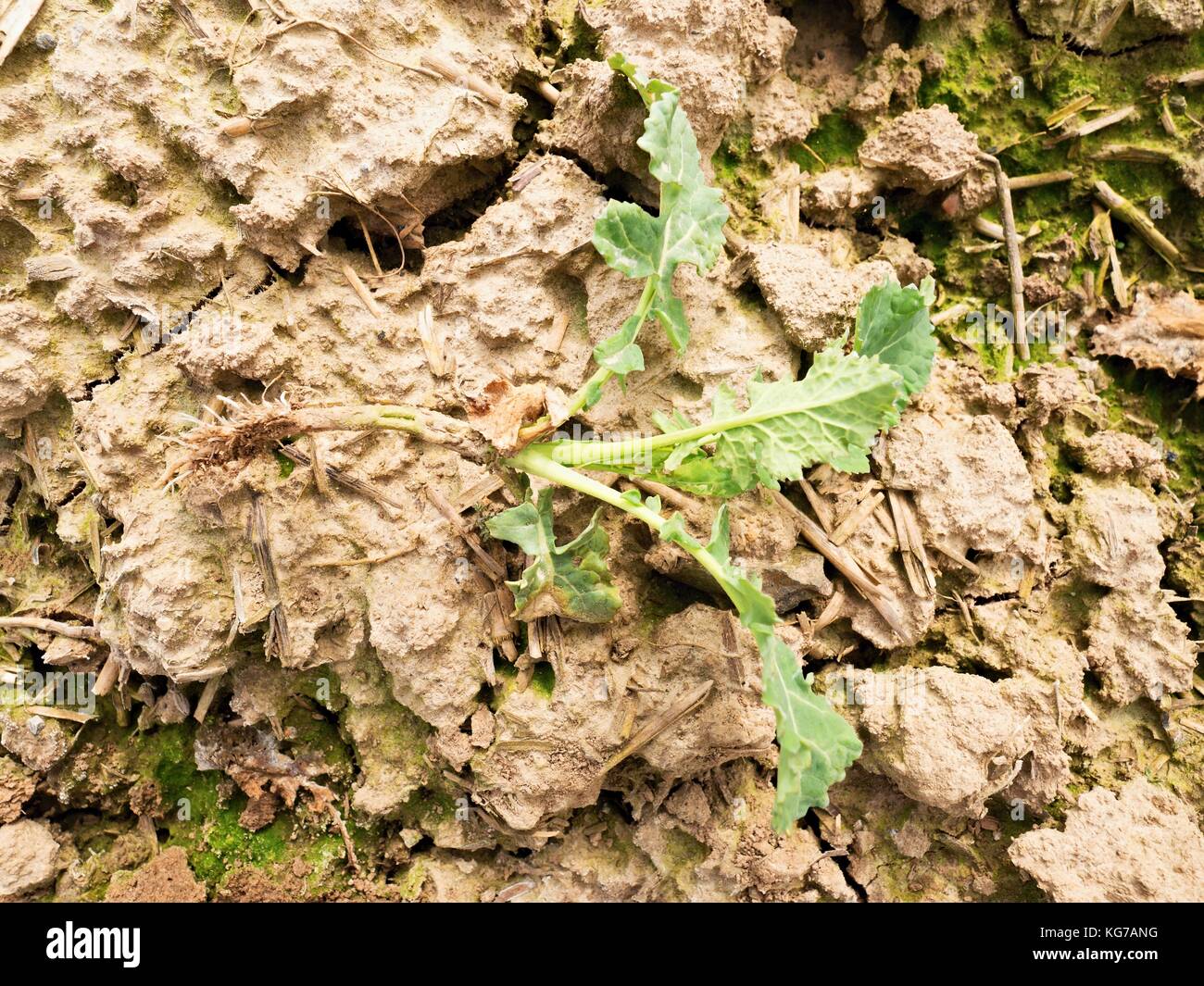 A small oilseed rape plant on wet humus clay. The quality check of ...