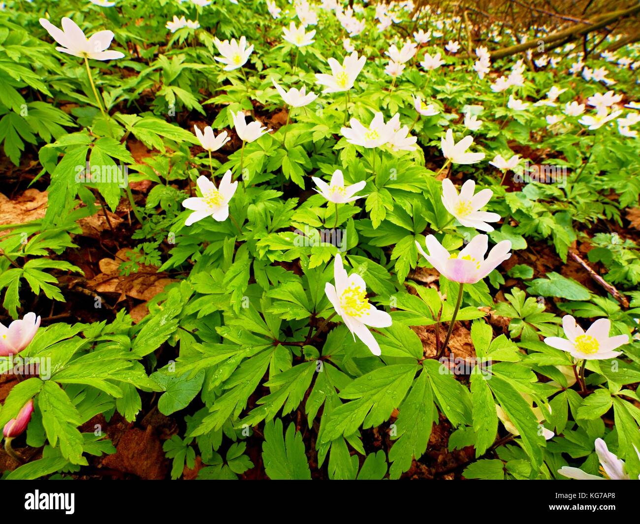 Wood anemones in blossom. Flowering anemone nemorosa (well known as ...