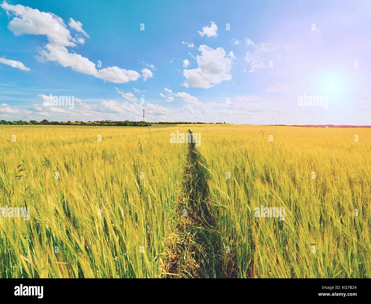 Afternoon golden field of barley. The Sun above the horizon glazes over ...