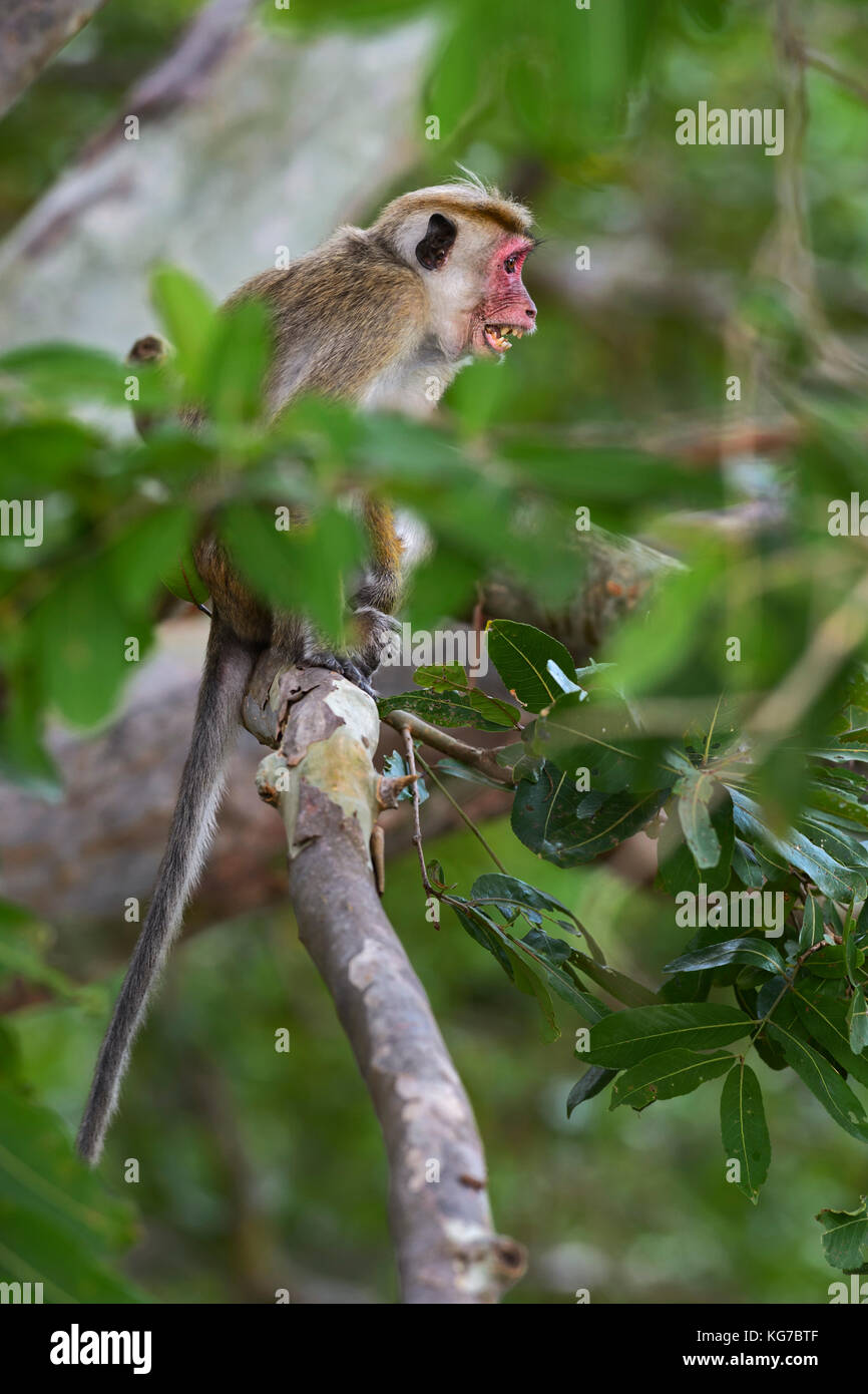 Toque Macaque - Macaca sinica, Sri Lanka Stock Photo - Alamy