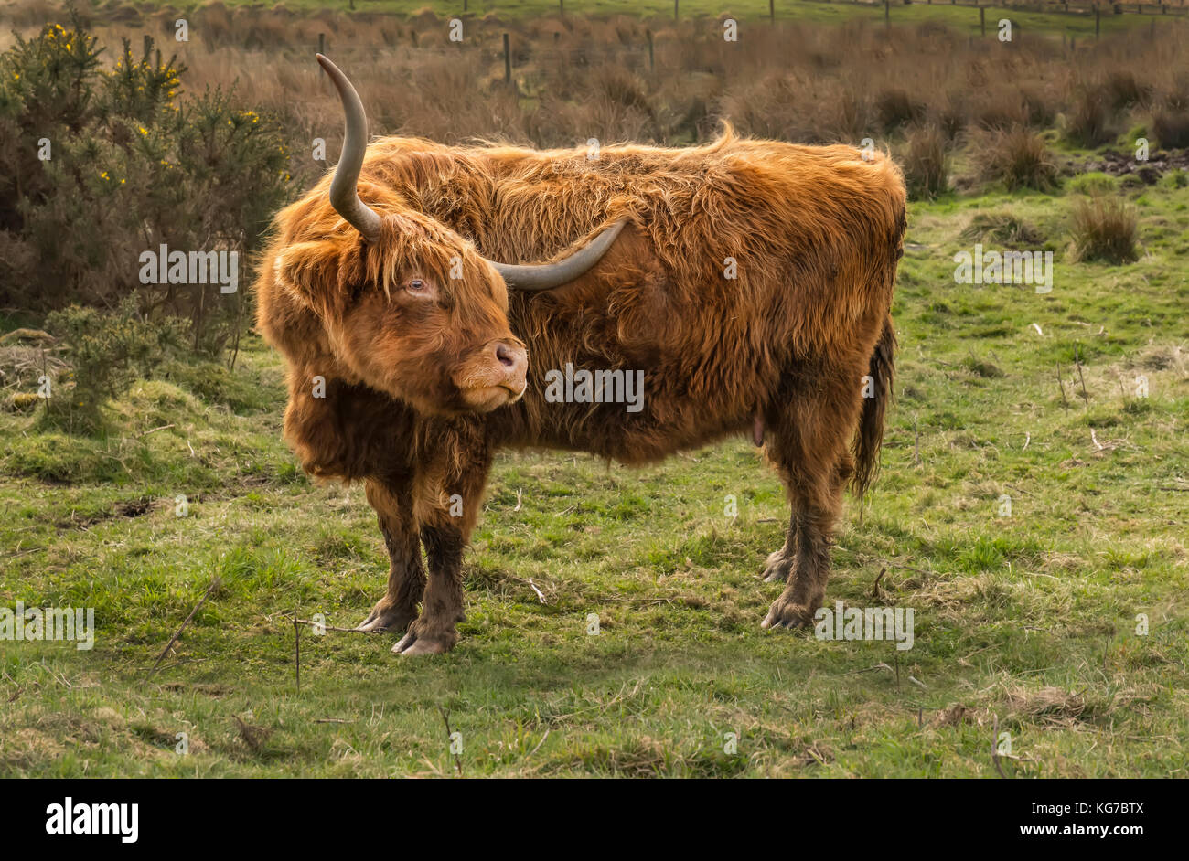 Scratching Highland Cow High Resolution Stock Photography and Images ...