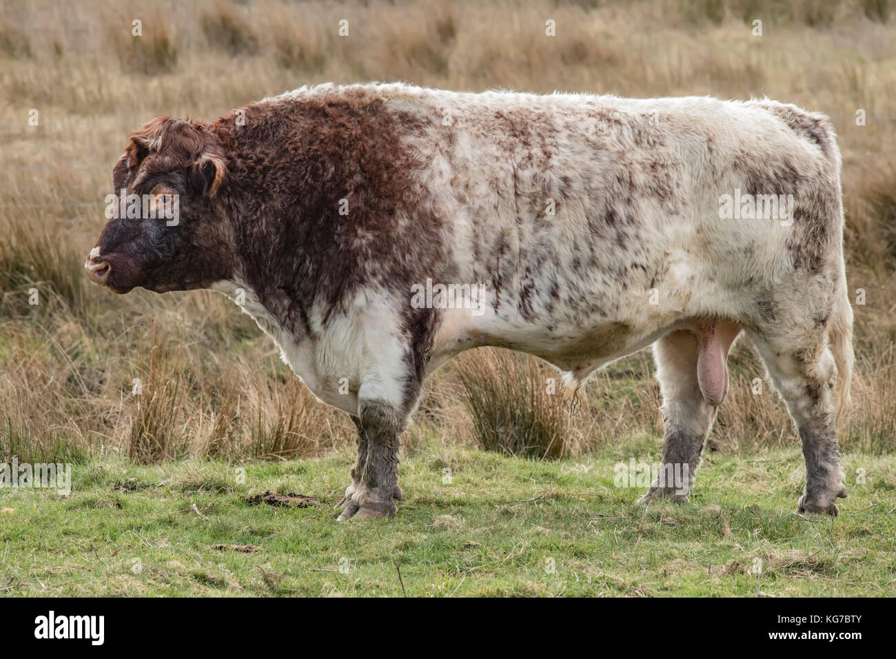 Bull kingdom hi-res stock photography and images - Alamy