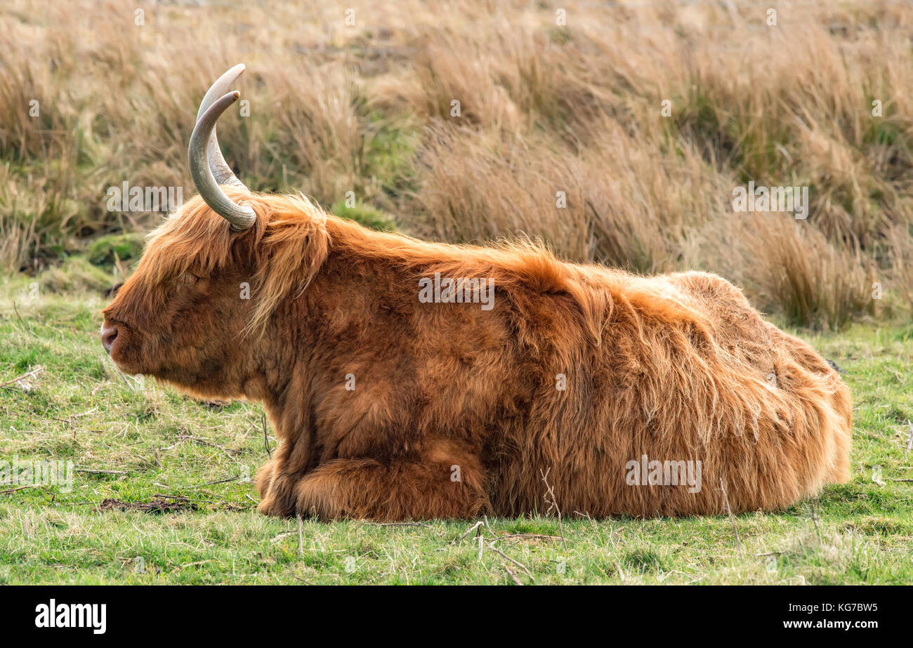 Highland cattle sitting hi-res stock photography and images - Alamy