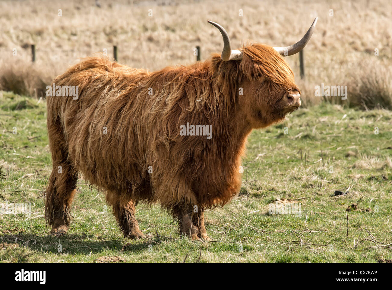 Highland Cow in a field Stock Photo - Alamy