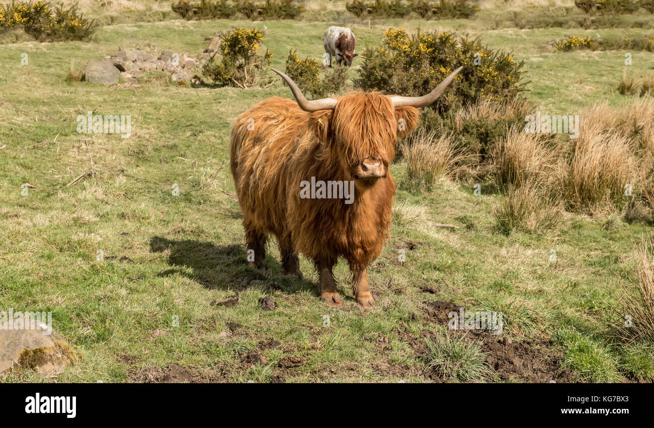 Highland Cow in a field Stock Photo - Alamy
