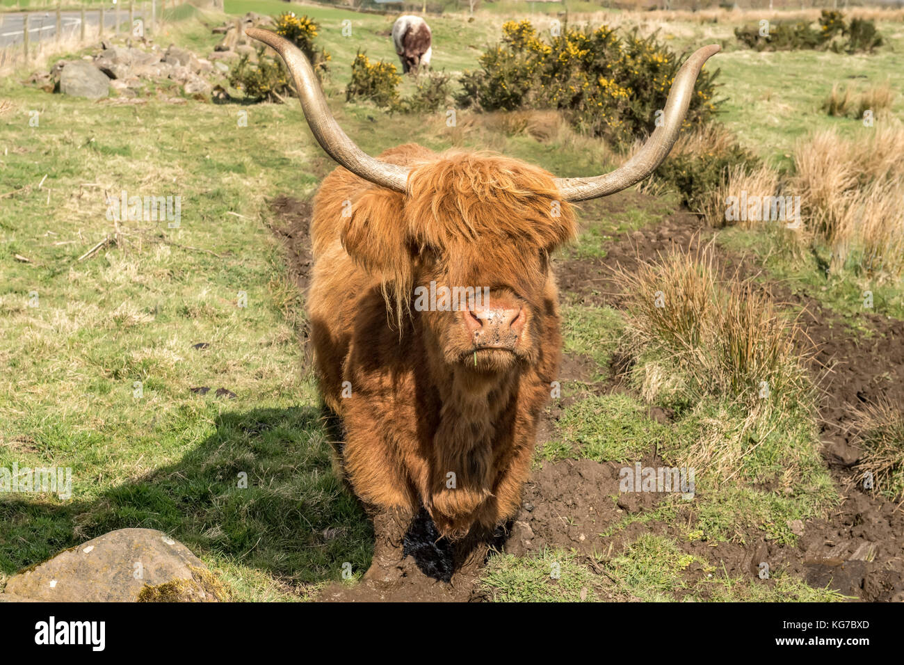 Highland Cow in a field Stock Photo - Alamy
