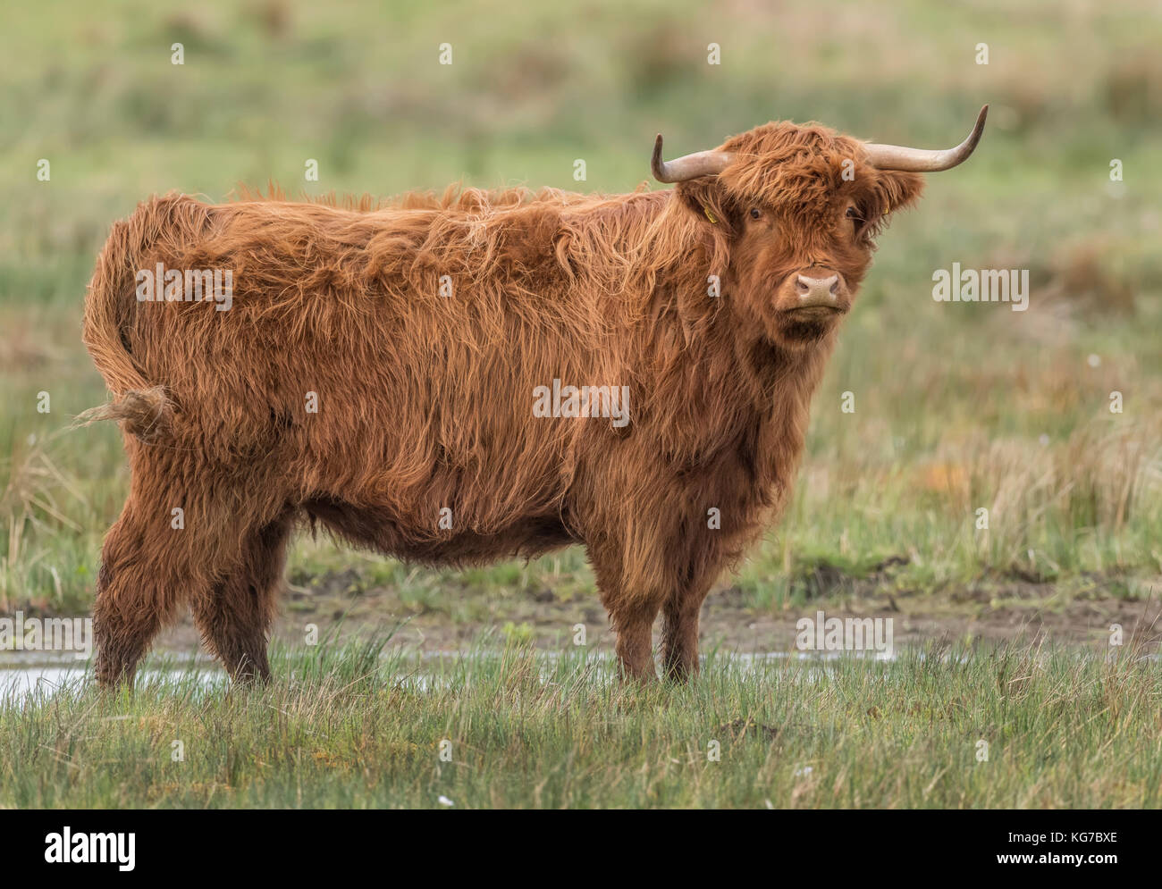 Highland Cow in a field, close up Stock Photo - Alamy