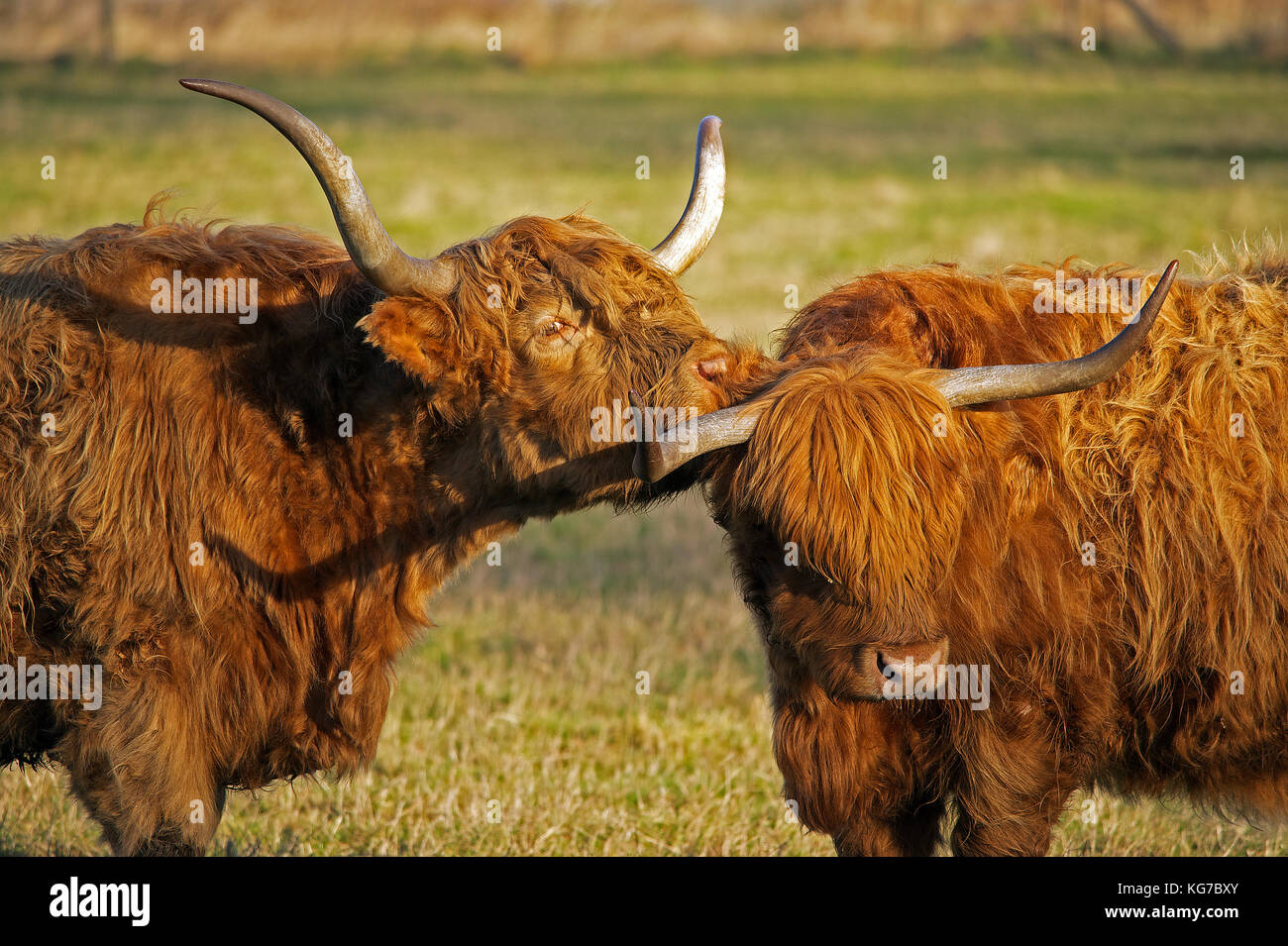 Grooming Cow Stock Photos & Grooming Cow Stock Images - Alamy