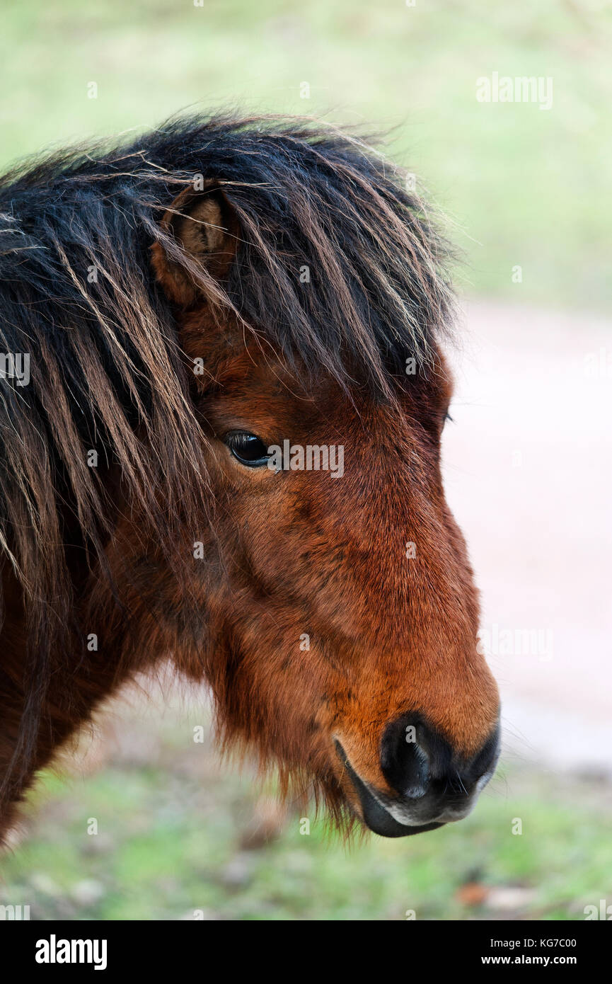 Ponies head portrait Stock Photo - Alamy
