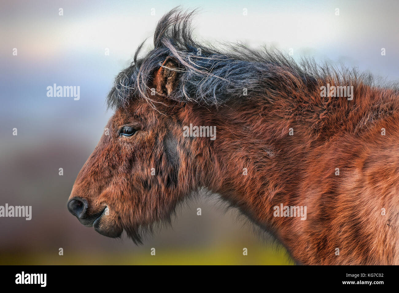 Ponies head hi-res stock photography and images - Alamy