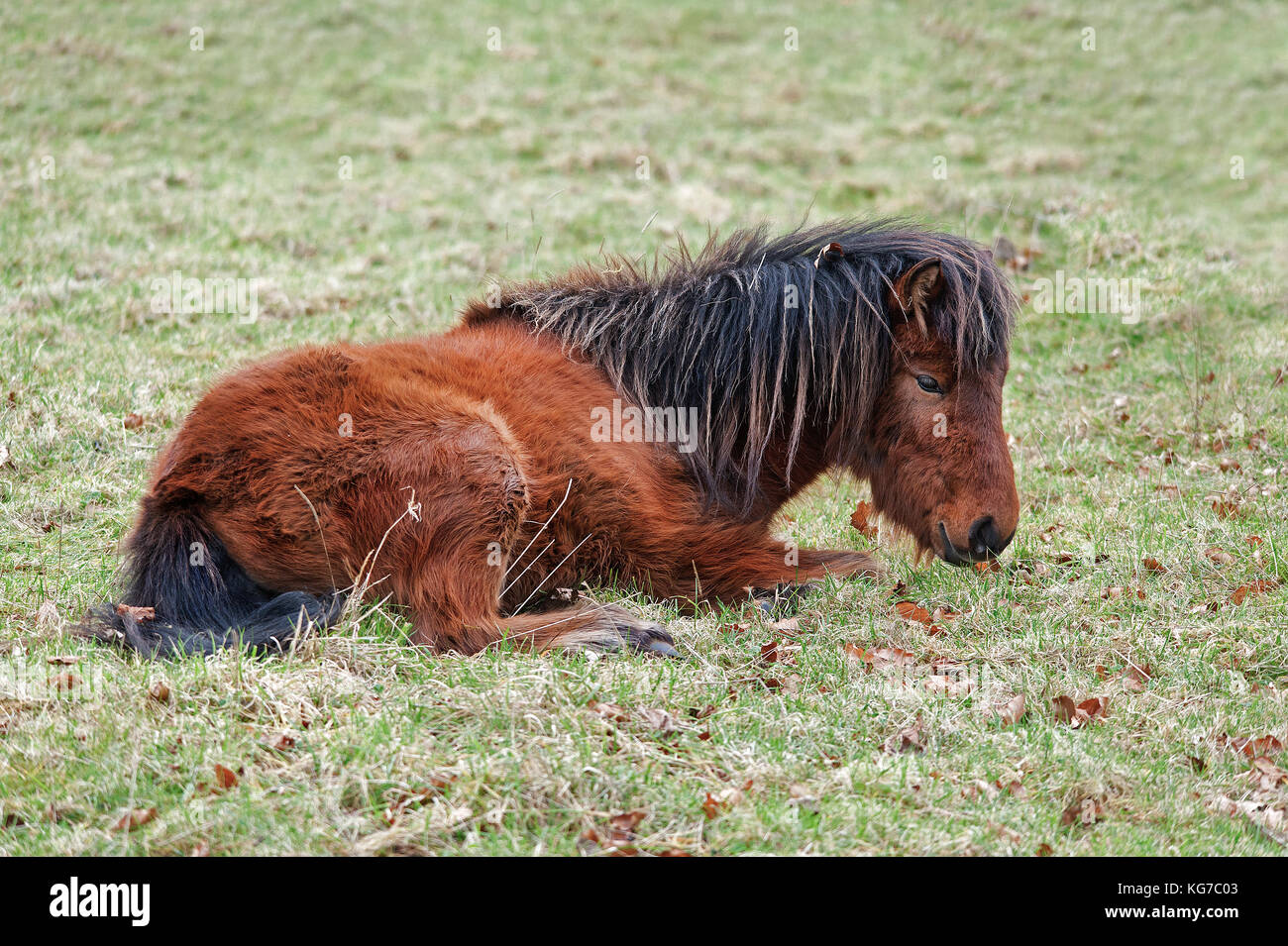 A Brown pony lying down on the grass Stock Photo - Alamy