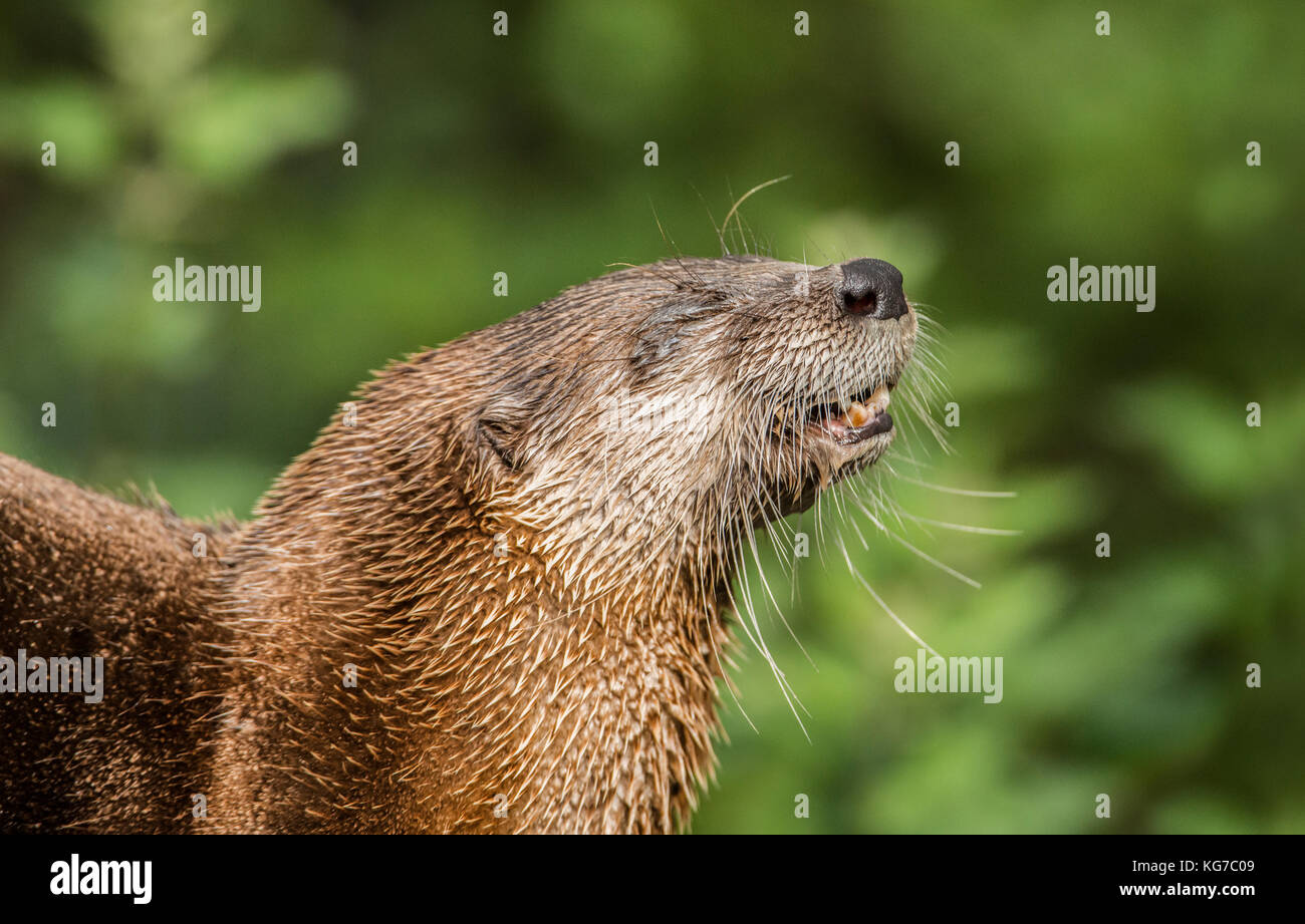 Otter teeth hi-res stock photography and images - Alamy
