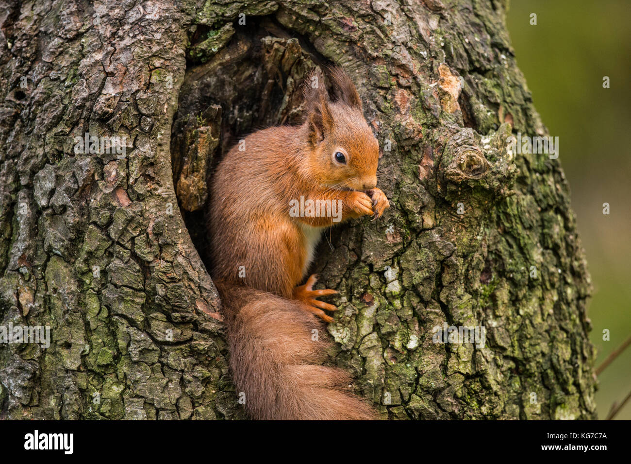 Tree trunk hole squirrel hi-res stock photography and images - Alamy