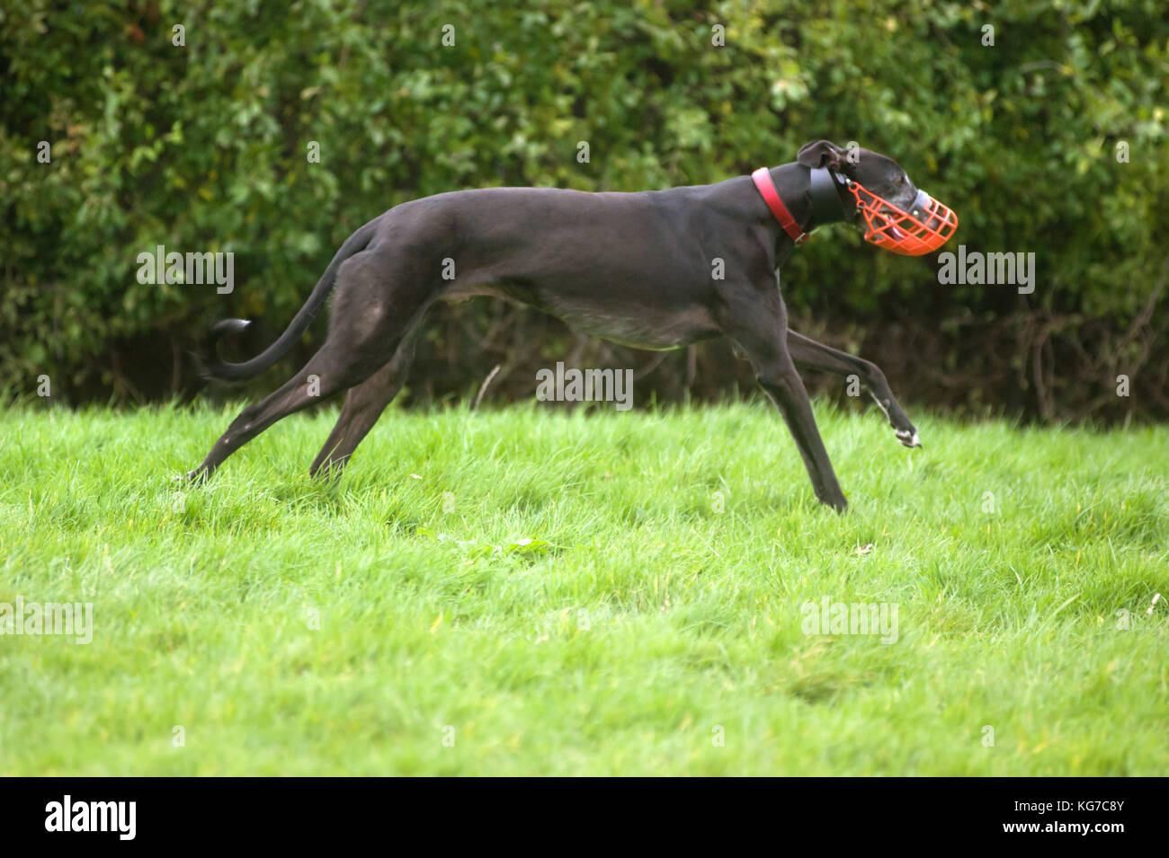 Black Greyhound Muzzle