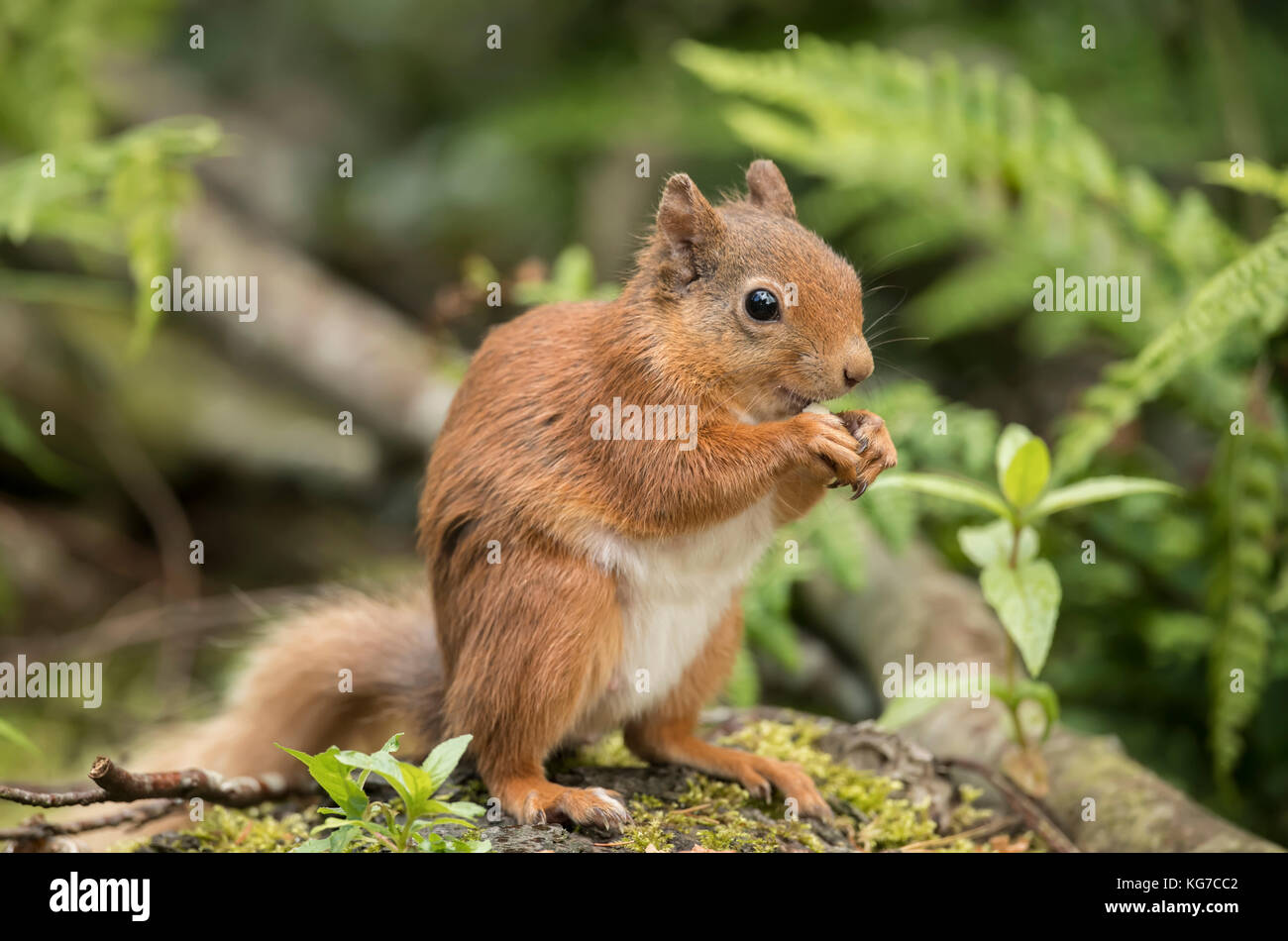 Red squirrel, Sciurus vulgaris, on a tree trunk, eating a nut Stock ...