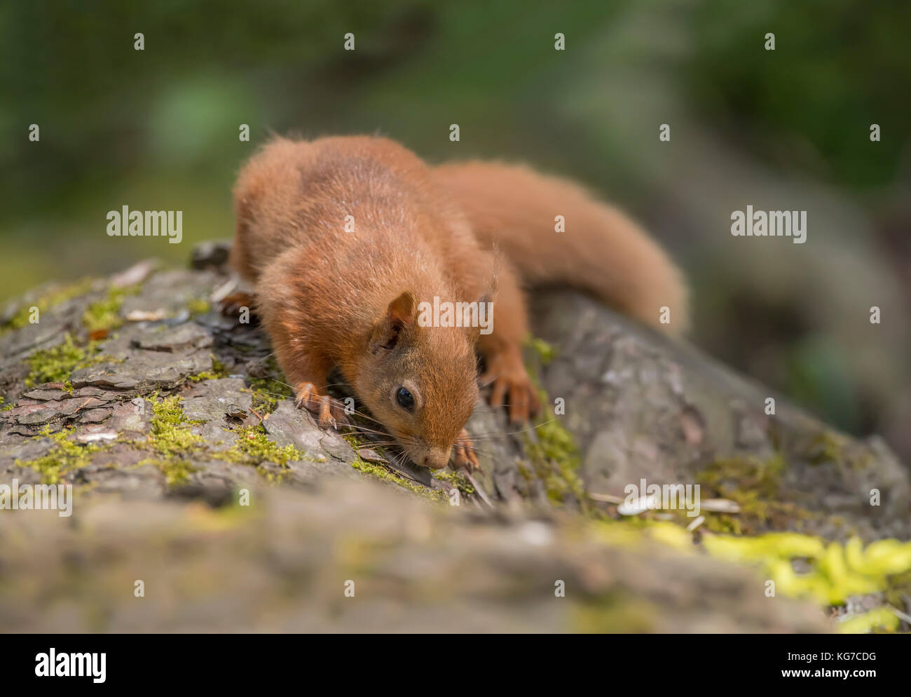 Sniffing moss hi-res stock photography and images - Alamy