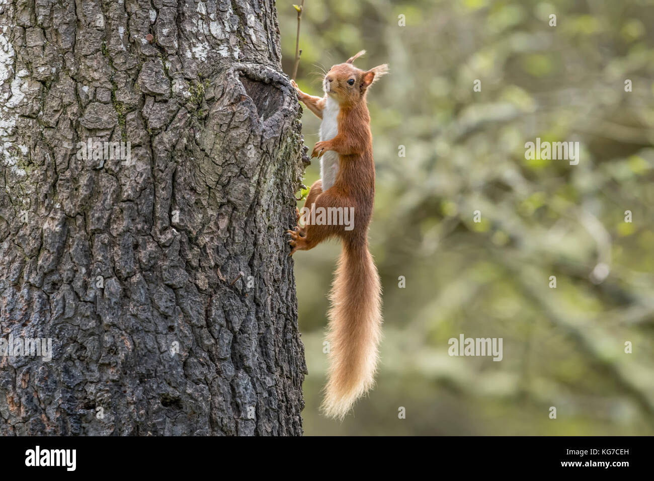 Red squirrel up tree hi-res stock photography and images - Alamy