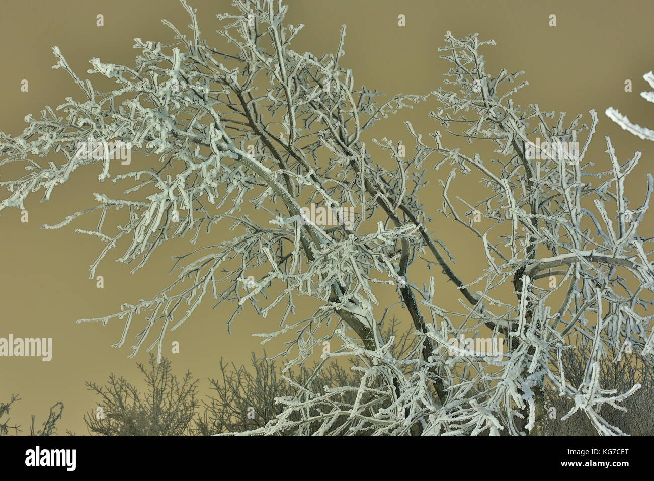 snowy birch tree in winter night. night landscape Stock Photo - Alamy