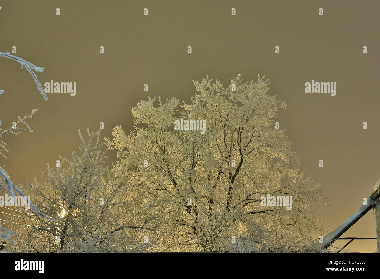 snowy birch tree in winter night. night landscape Stock Photo - Alamy