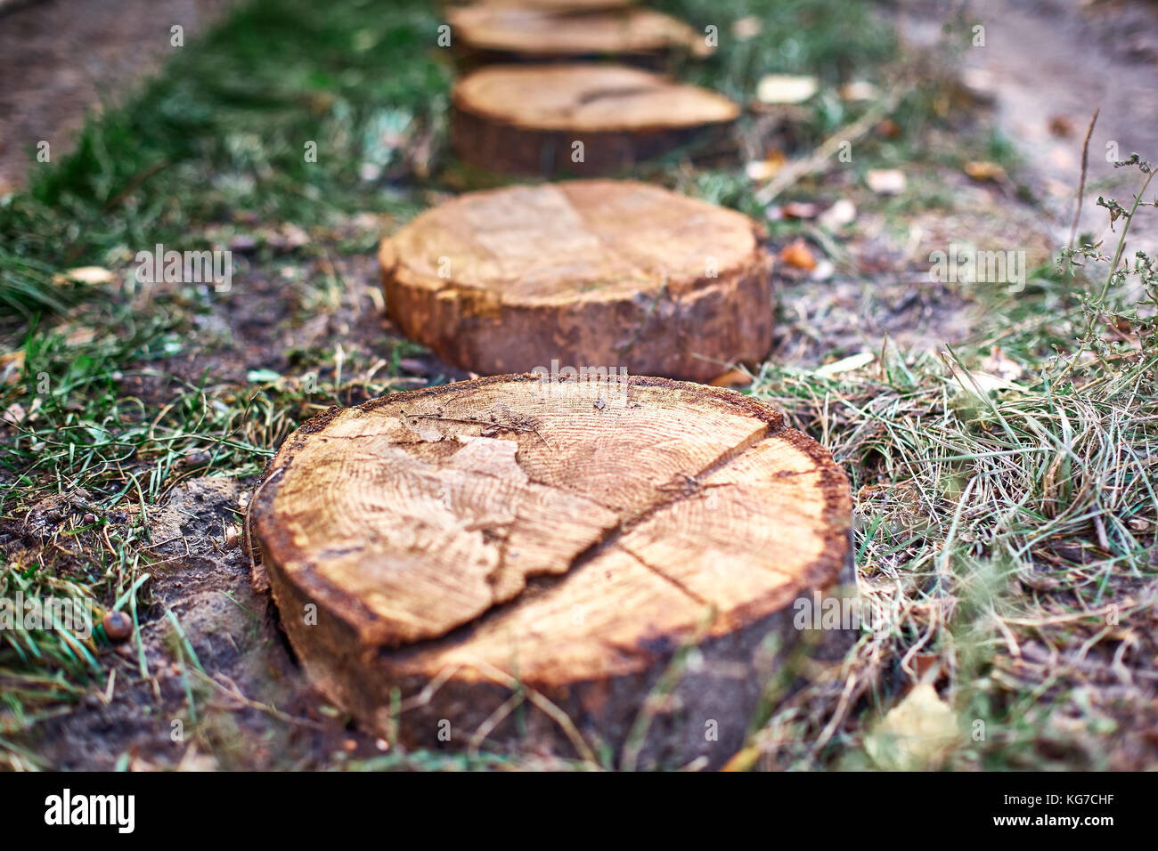 Path of stumps. Garden path way from cut stumps, walkway of cross ...