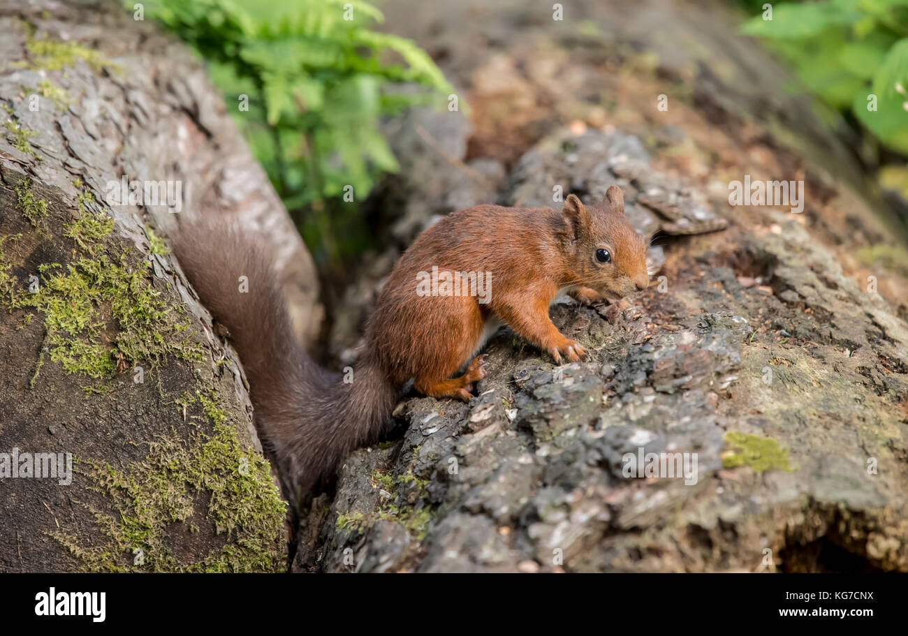 Red squirrel, Sciurus vulgaris, on a tree trunk Stock Photo - Alamy