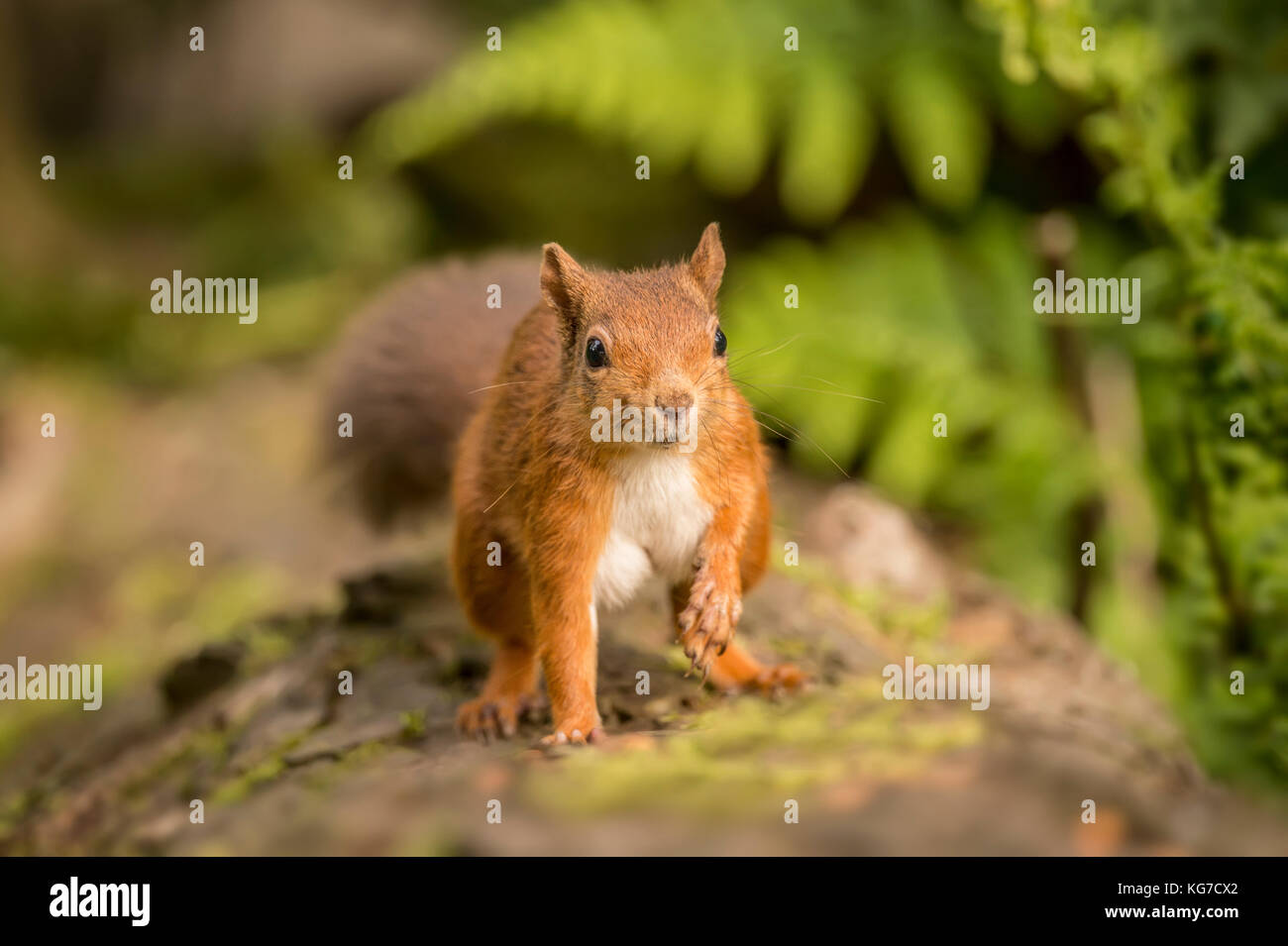 Scared tree hi-res stock photography and images - Alamy
