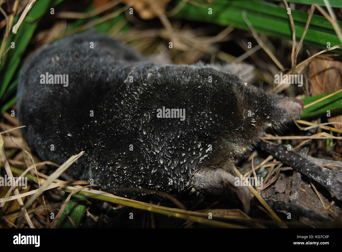 Dead mole lying on the grass in the forest Stock Photo - Alamy