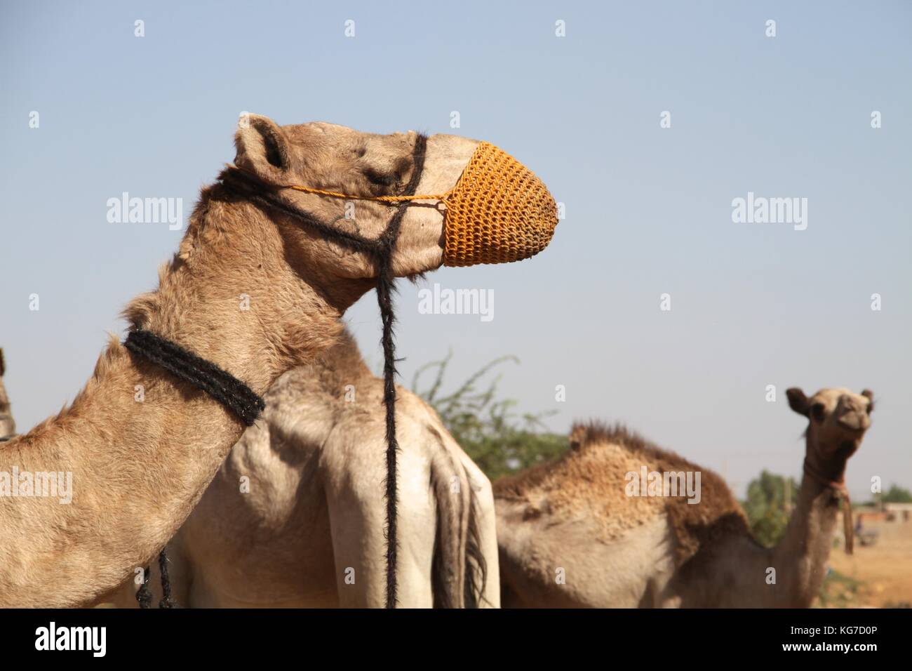Prime camels for sale at Omdurman market, Khartoum, Sudan Stock Photo ...