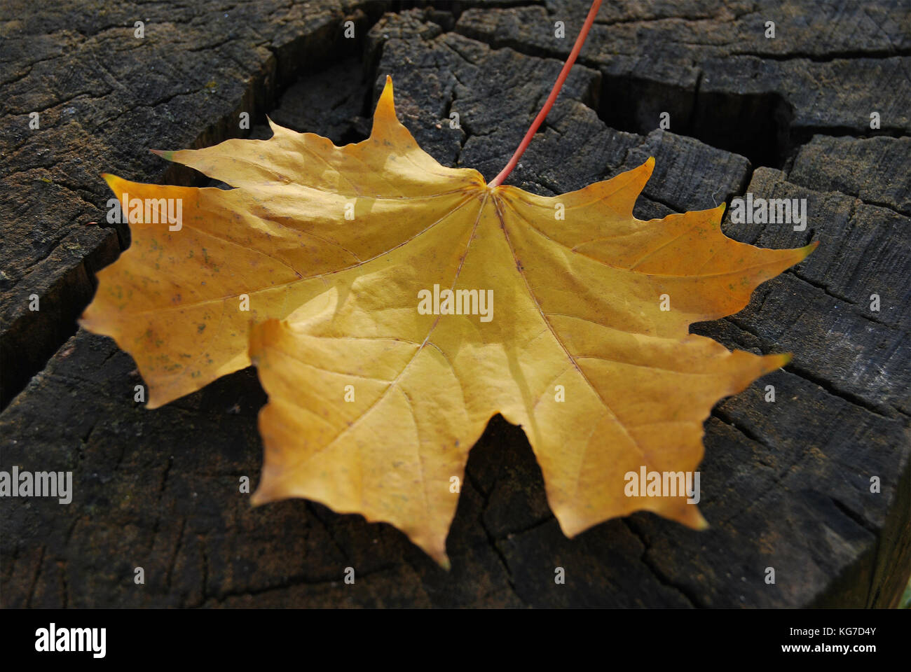 Cleft Leaf High Resolution Stock Photography and Images - Alamy