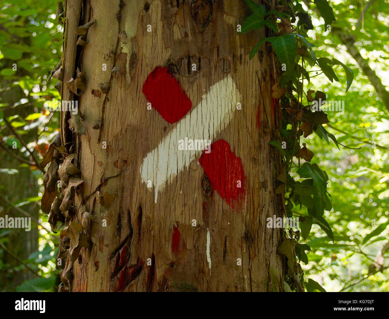 Tree with direction sign for hiker hi-res stock photography and images ...