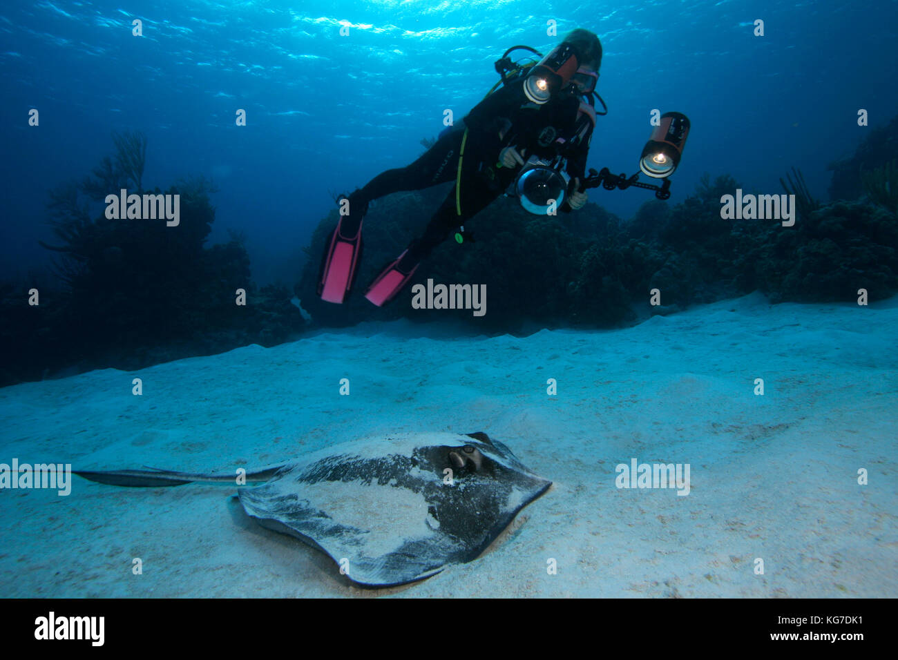 Stingray and underwater photographer Stock Photo - Alamy