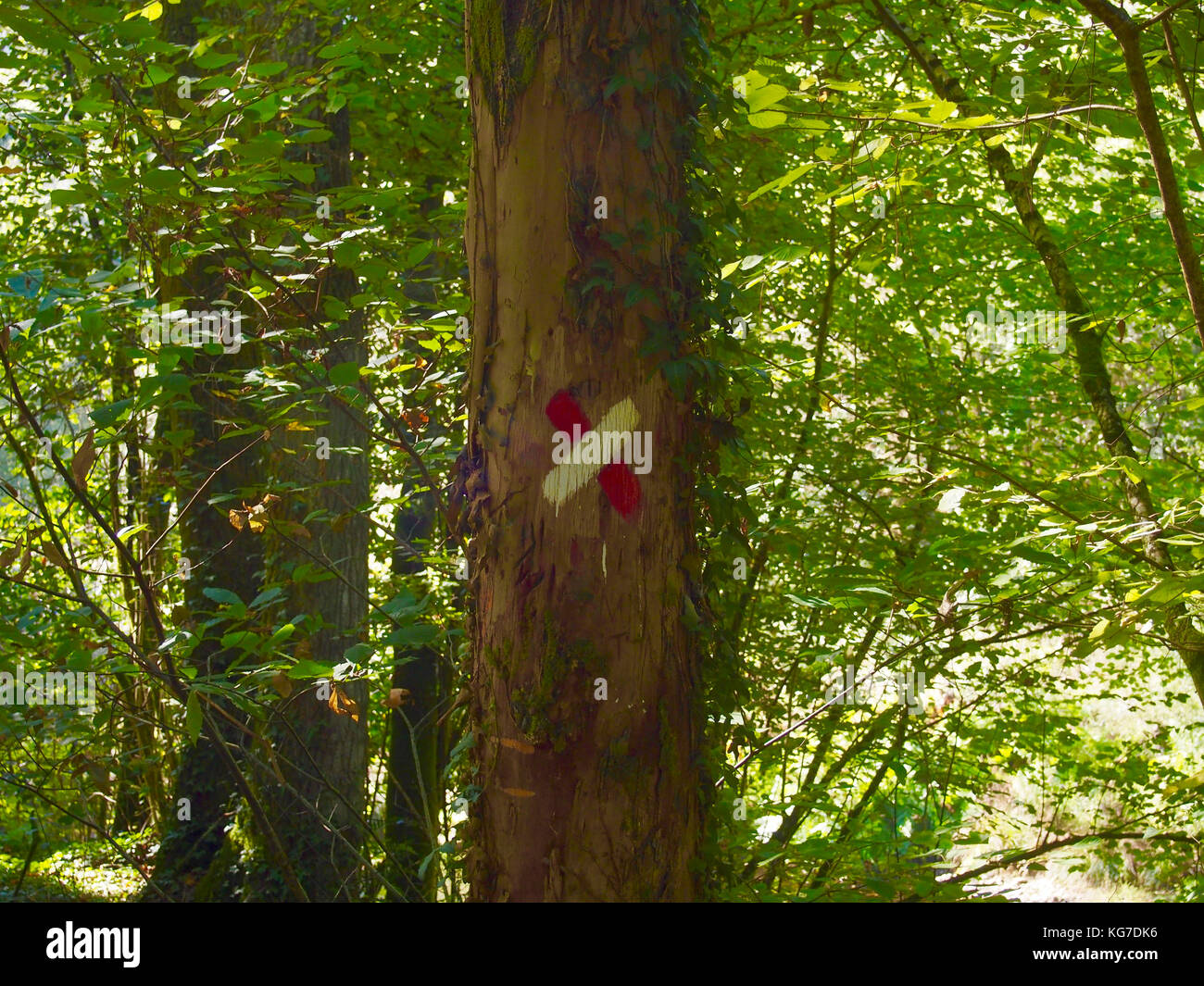 Trail sign on the tree in the forest Stock Photo - Alamy