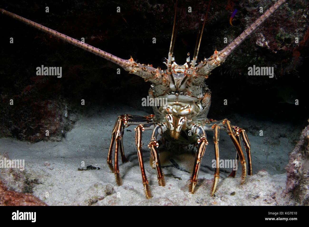 Caribbean Spiny Lobster, Panulirus argus Stock Photo - Alamy