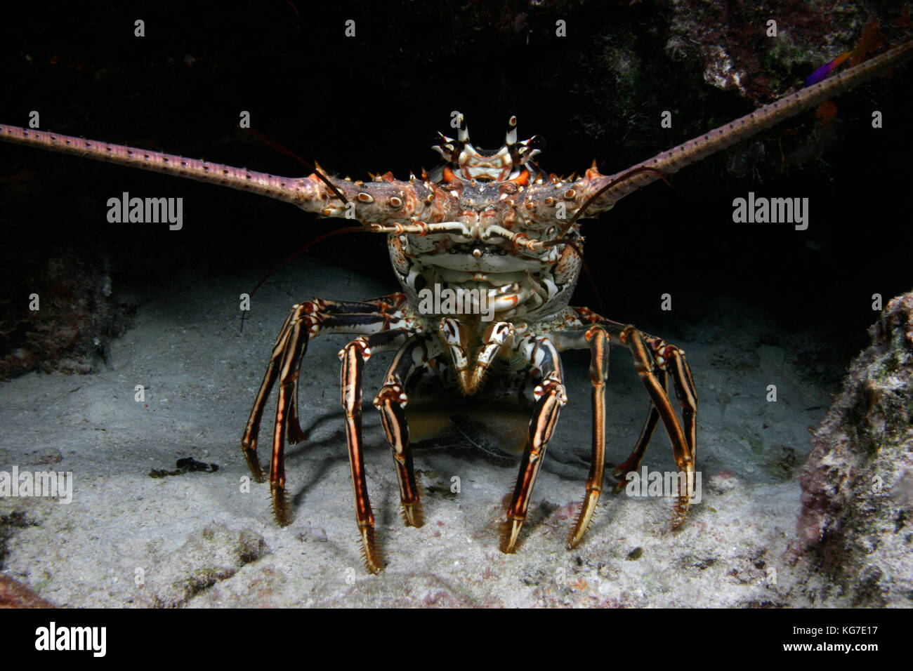 Caribbean Spiny Lobster, Panulirus argus Stock Photo - Alamy