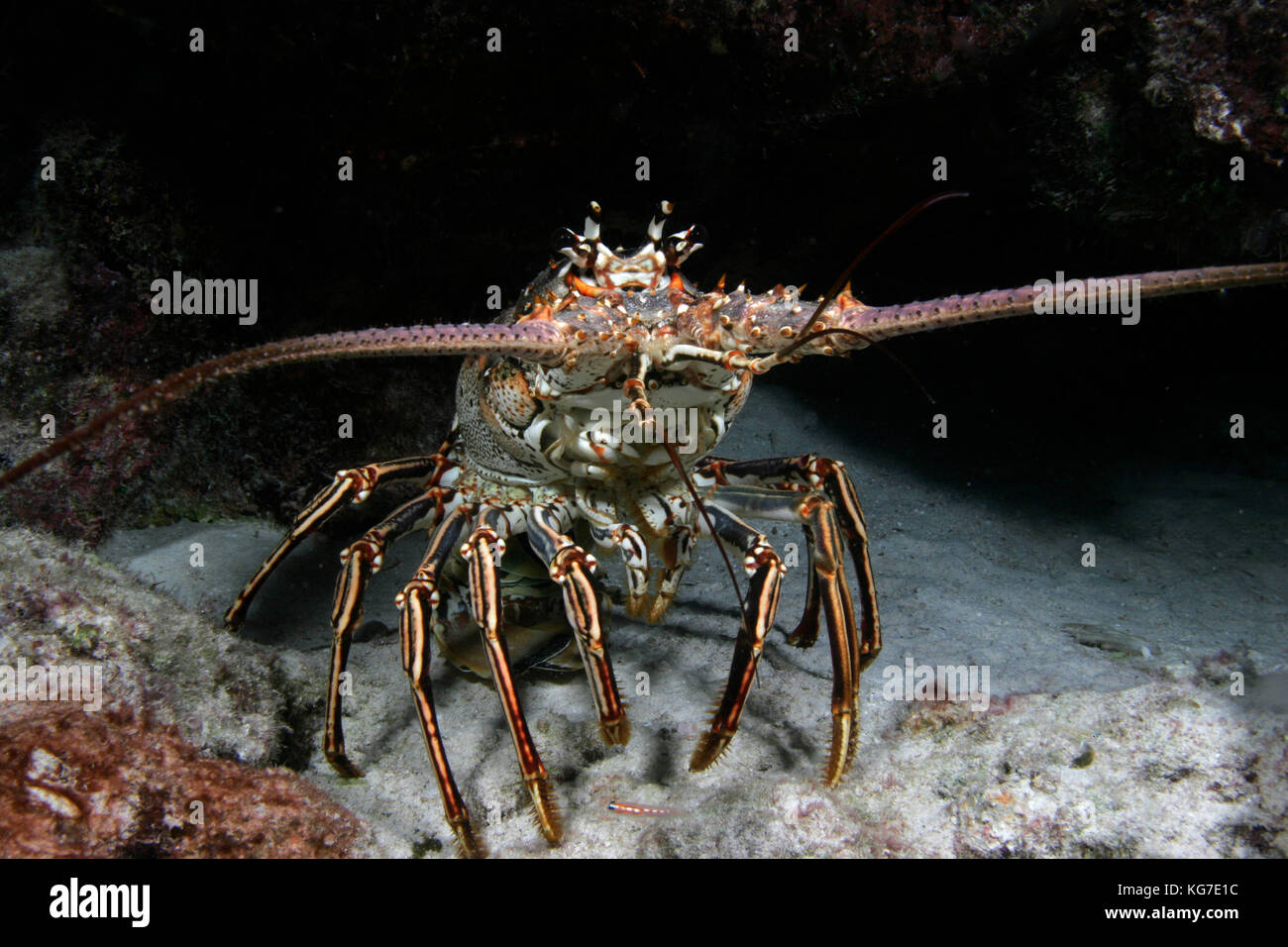 Caribbean Spiny Lobster, Panulirus argus Stock Photo - Alamy