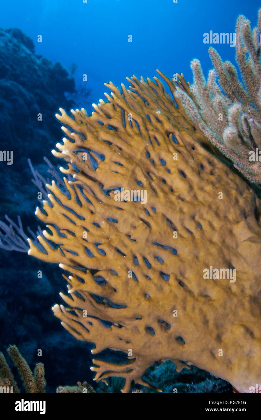 Fire Coral, Millepora sp Stock Photo - Alamy
