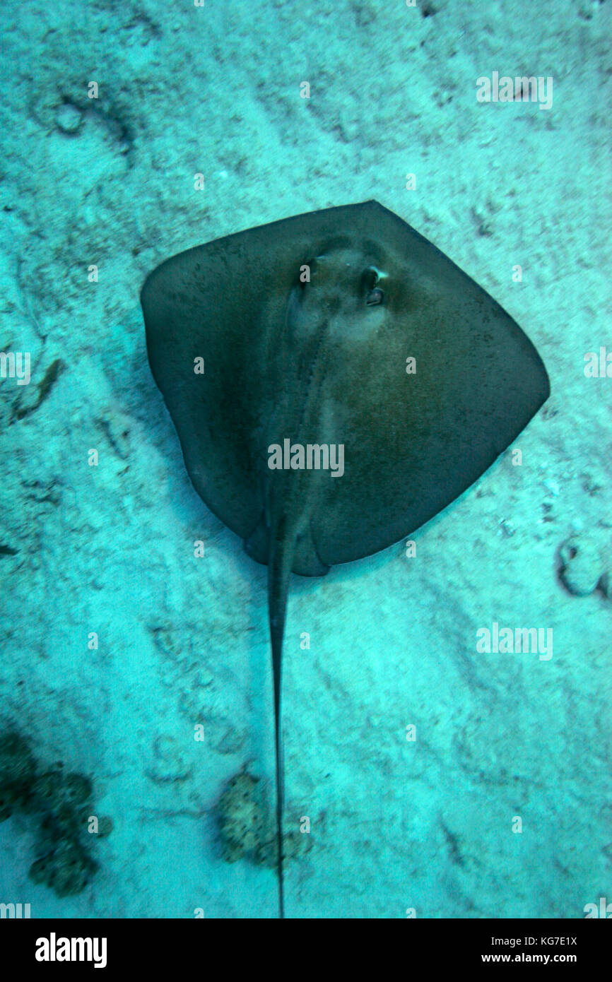 Stingray hi-res stock photography and images - Alamy