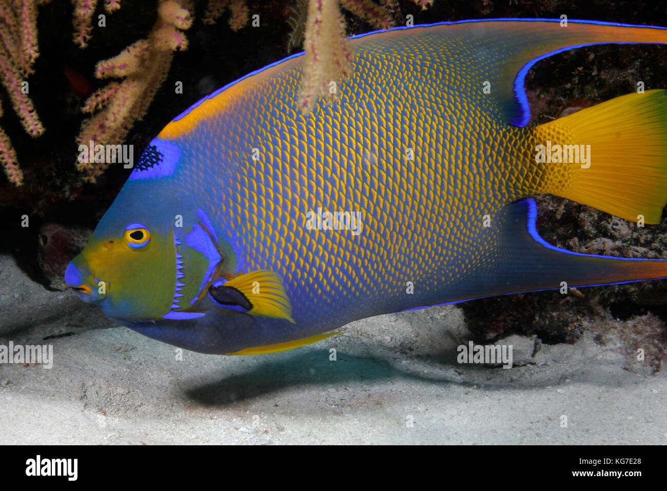 Queen Angelfish, Holacanthus ciliaris Stock Photo - Alamy